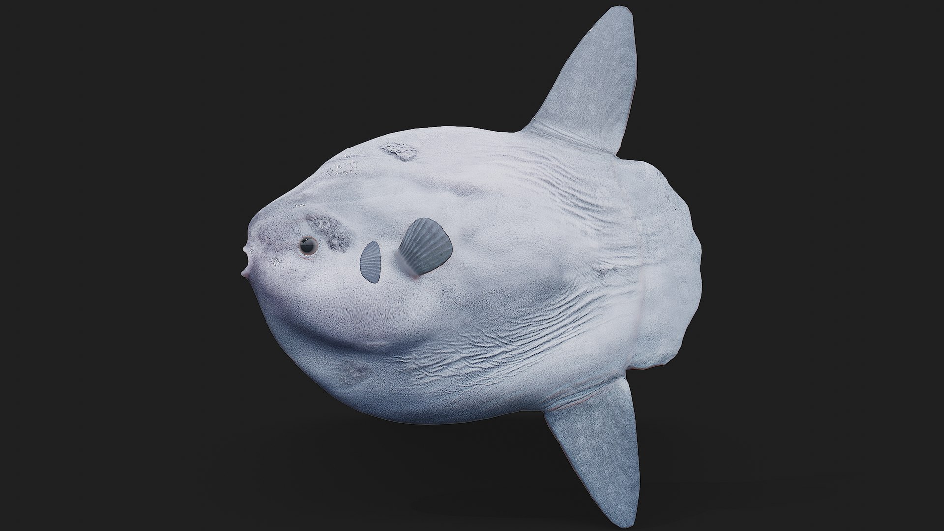 Ocean Sunfish Model - TurboSquid 2122676