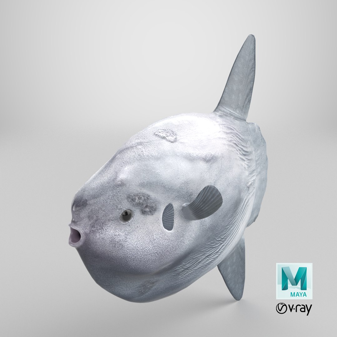 Ocean Sunfish Model - TurboSquid 2122676