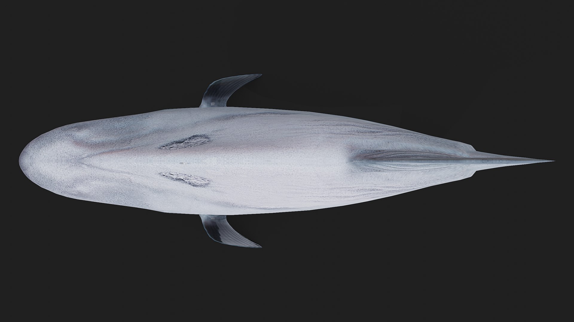 Ocean Sunfish Model - TurboSquid 2122676