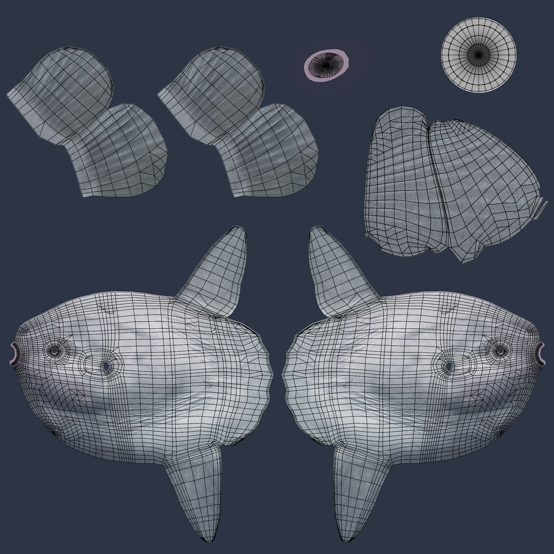 Ocean Sunfish model - TurboSquid 2122676