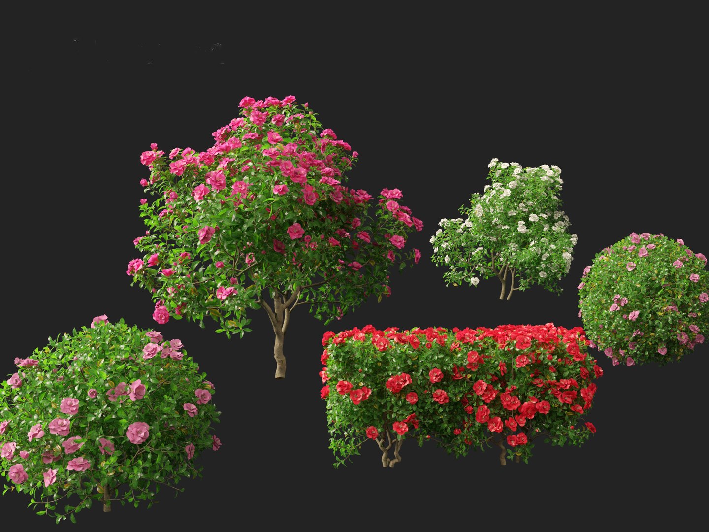3D Camellia Sasanqua - Sasanqua Camellia - TurboSquid 2201960