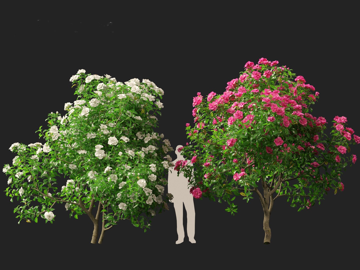 3D Camellia Sasanqua - Sasanqua Camellia - TurboSquid 2201960