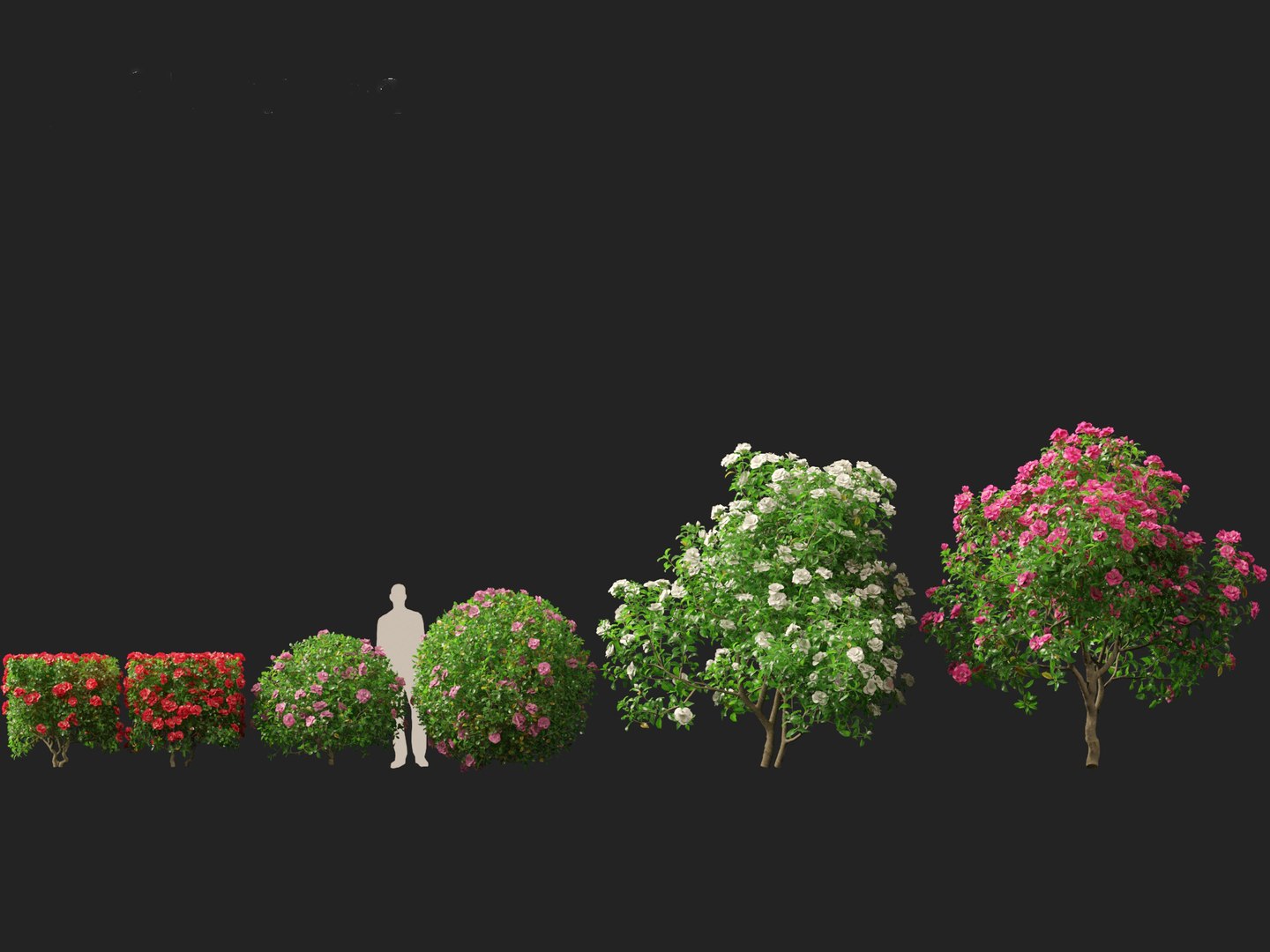 3D Camellia Sasanqua - Sasanqua Camellia - TurboSquid 2201960