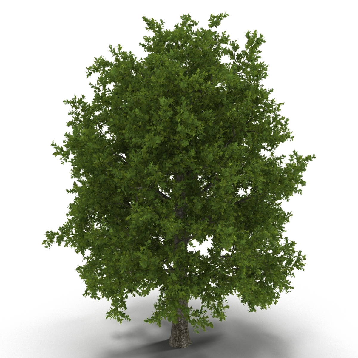 3d red oak tree summer
