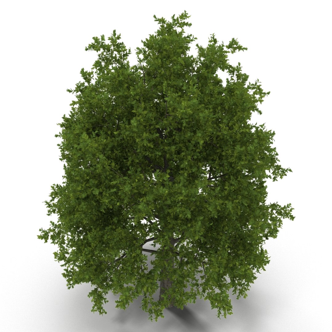 3d red oak tree summer