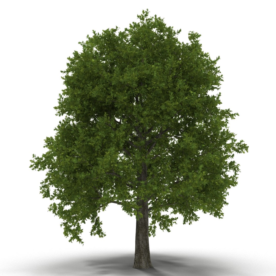 3d red oak tree summer