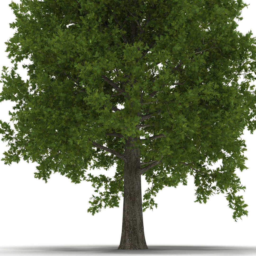 3d red oak tree summer
