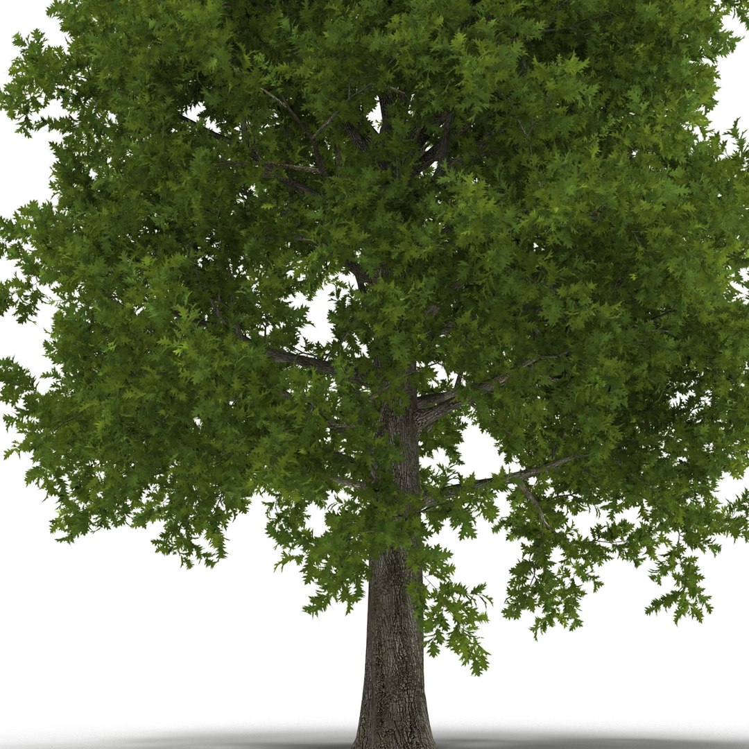 3d red oak tree summer