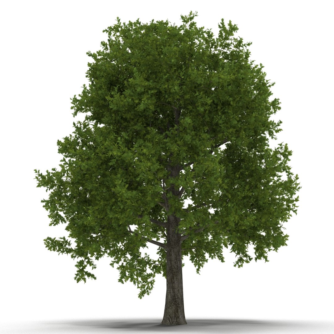3d red oak tree summer