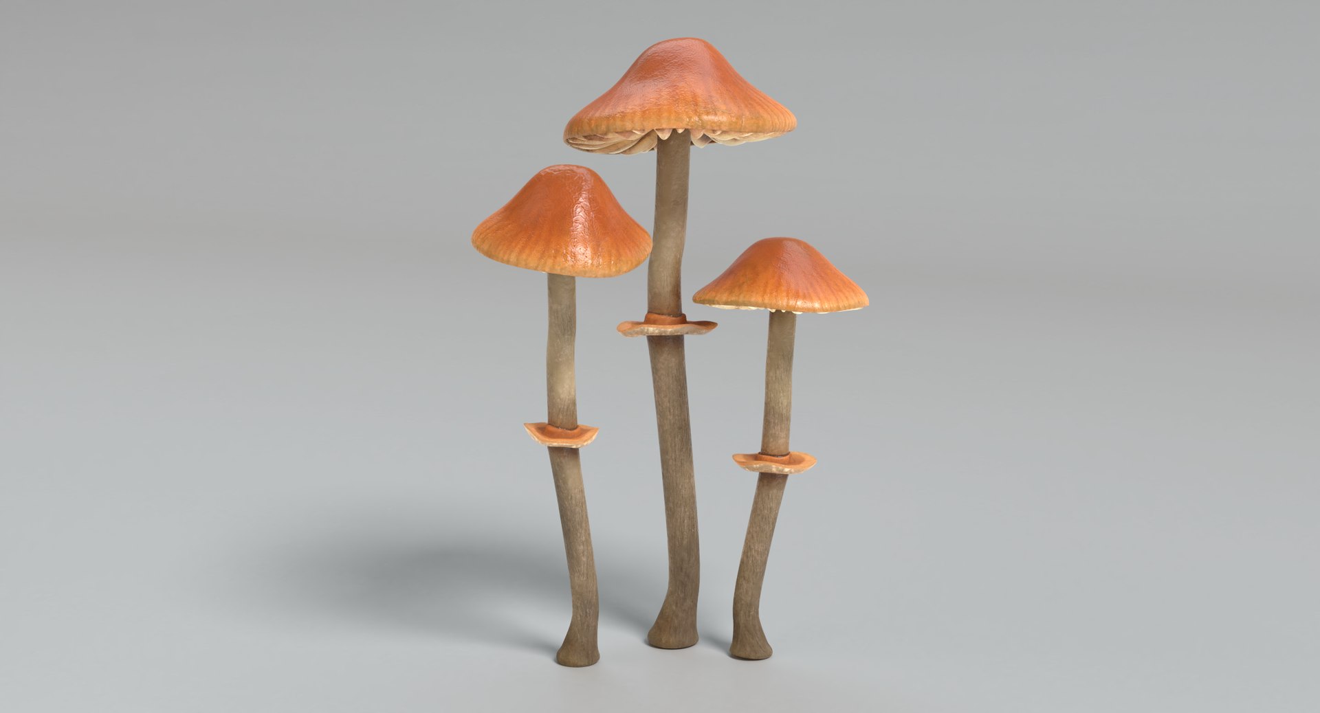 Conocybe Filaris Mushroom 3D Model - TurboSquid 1380197