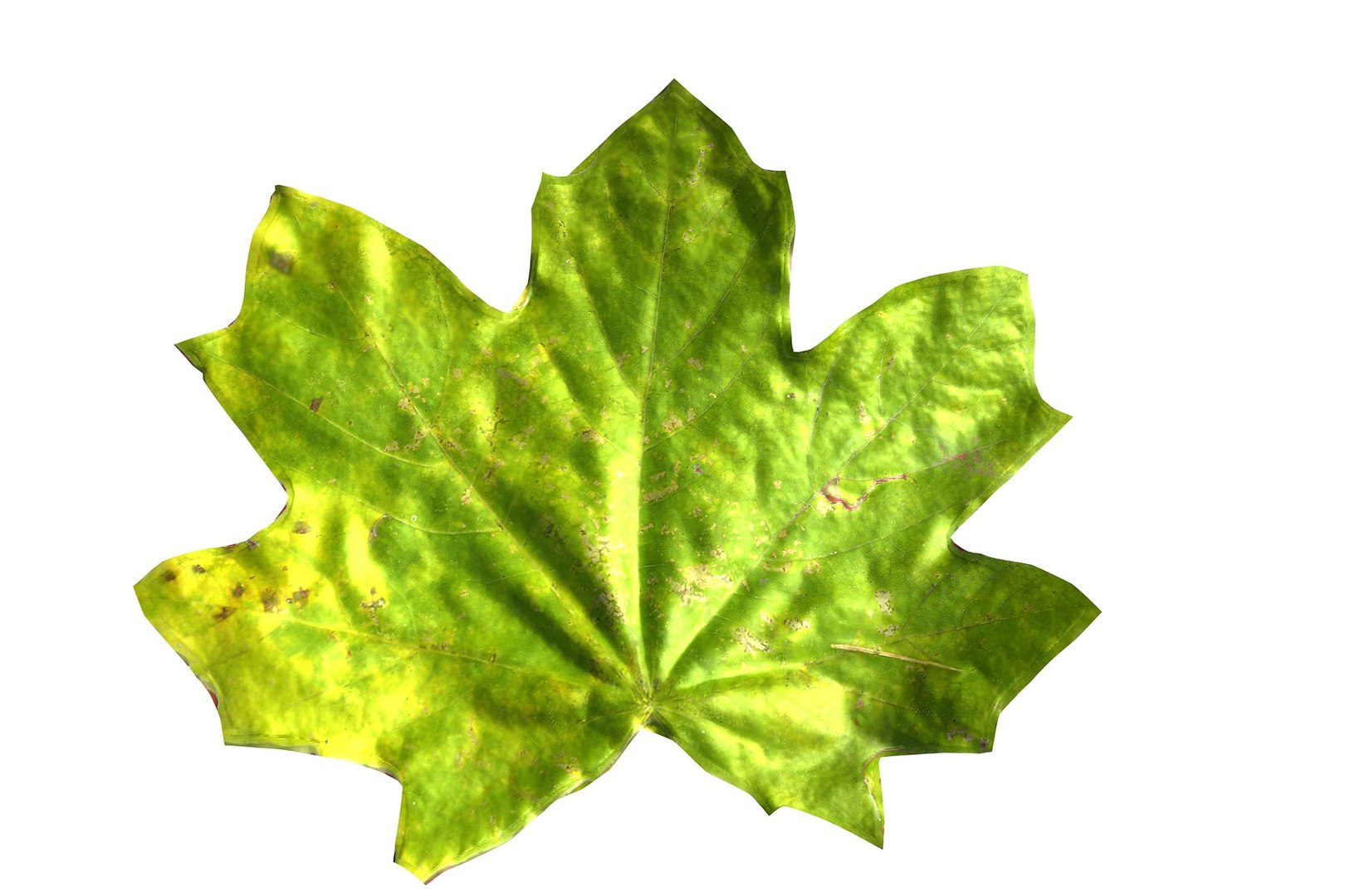 3D Autumn Leaves Scan Pack - TurboSquid 1340456