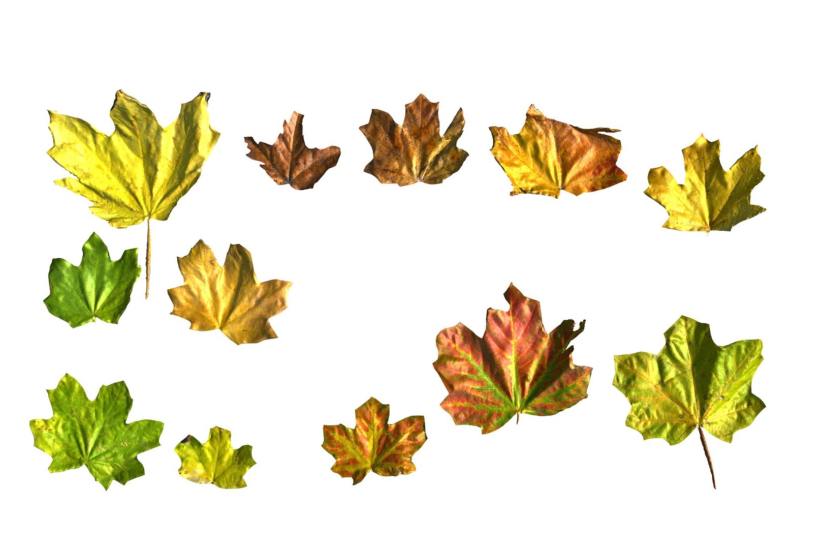 3D Autumn Leaves Scan Pack - TurboSquid 1340456