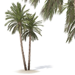 Royal Palm Tree 3d Max