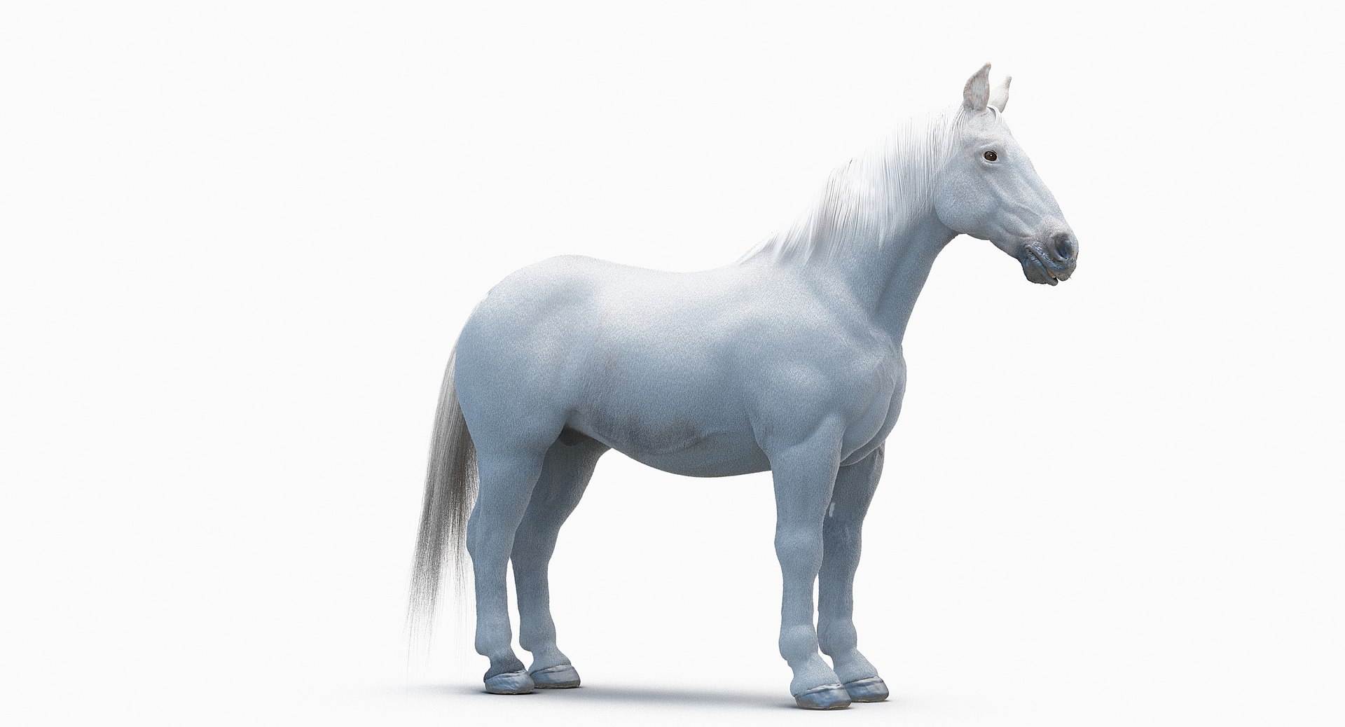 3d White Horse Model