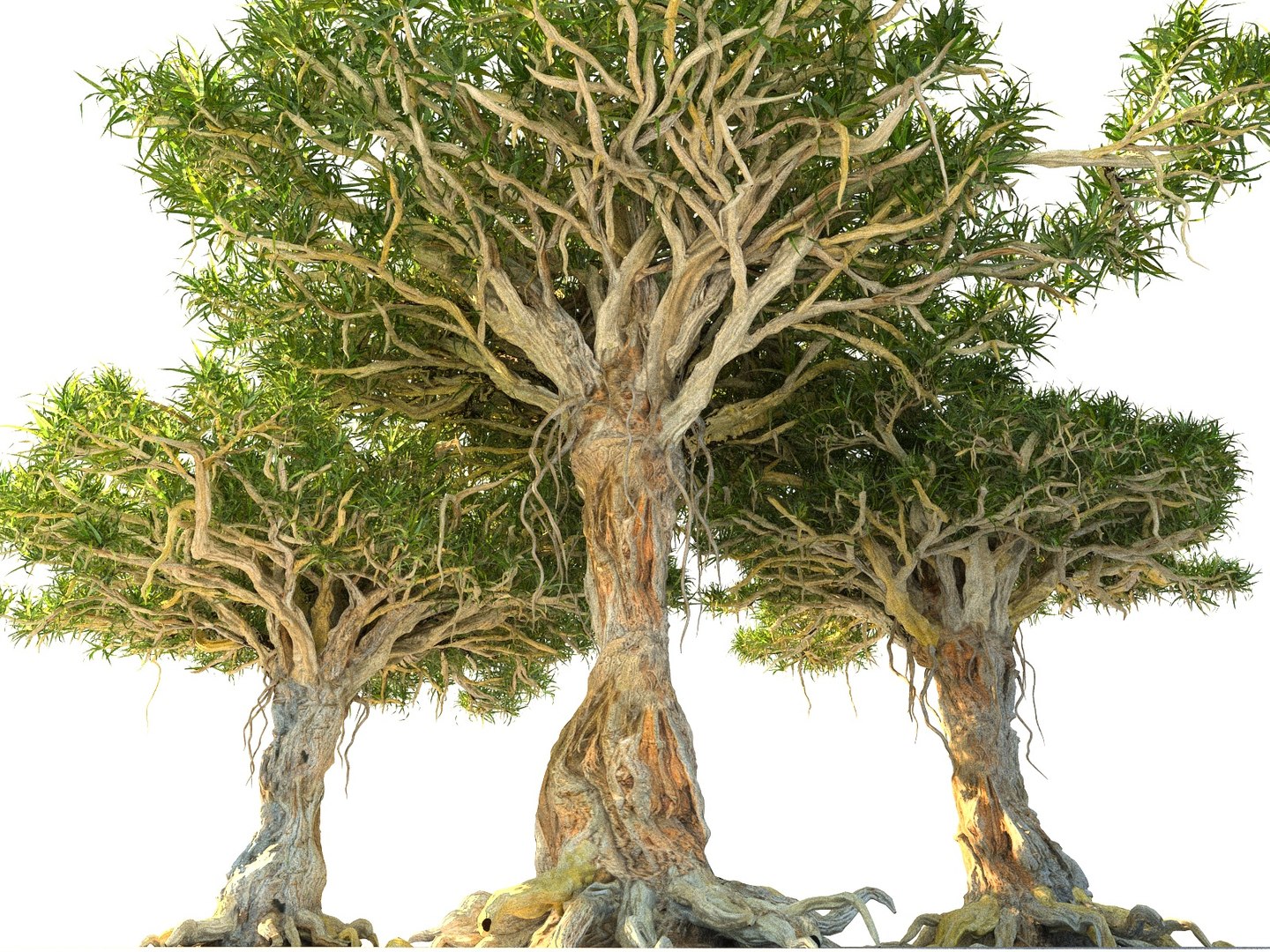 3D Model Dragon Tree Pack Hd - TurboSquid 1392238