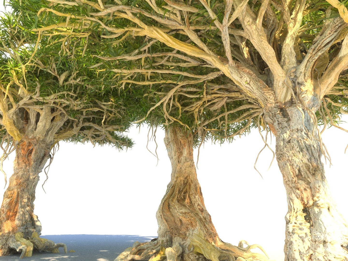 3D Model Dragon Tree Pack Hd - TurboSquid 1392238