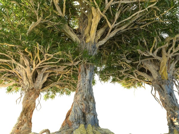 3D model dragon tree pack hd - TurboSquid 1392238