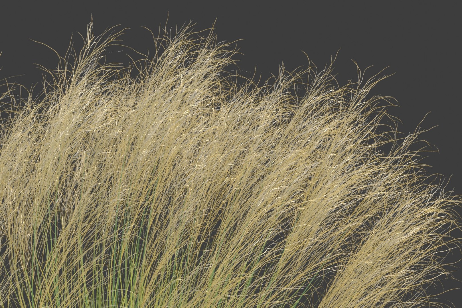 XfrogPlants Finestem Needlegrass - Nassella Tenussima 3D model ...