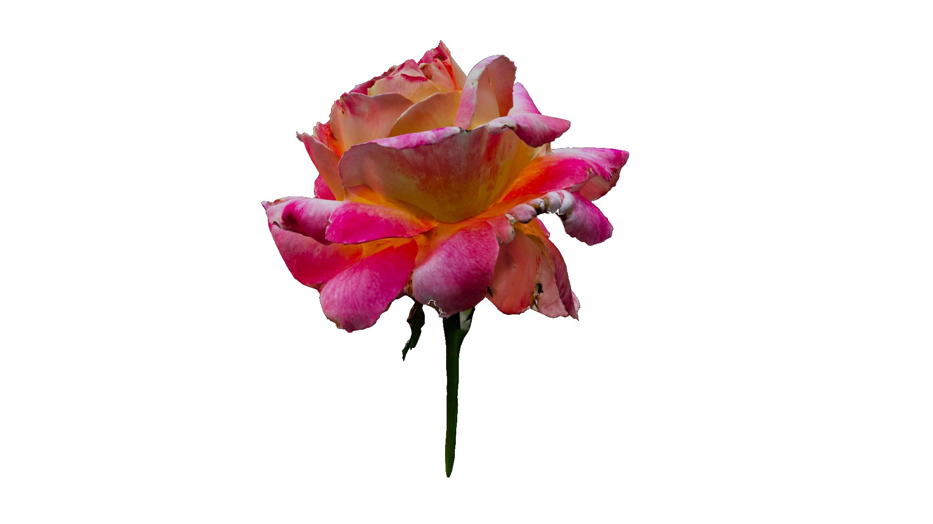 3D Beautiful Rose - TurboSquid 2213467