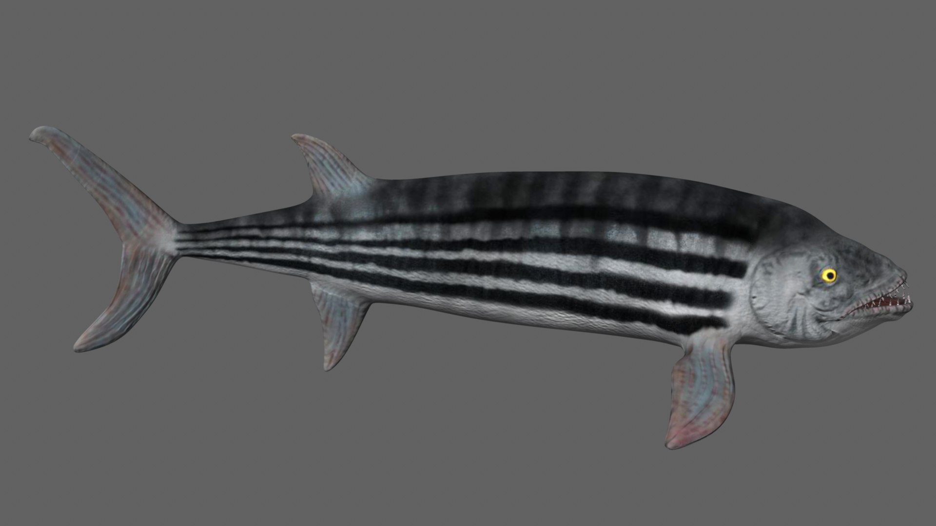 Xiphactinus 3D - TurboSquid 2201347