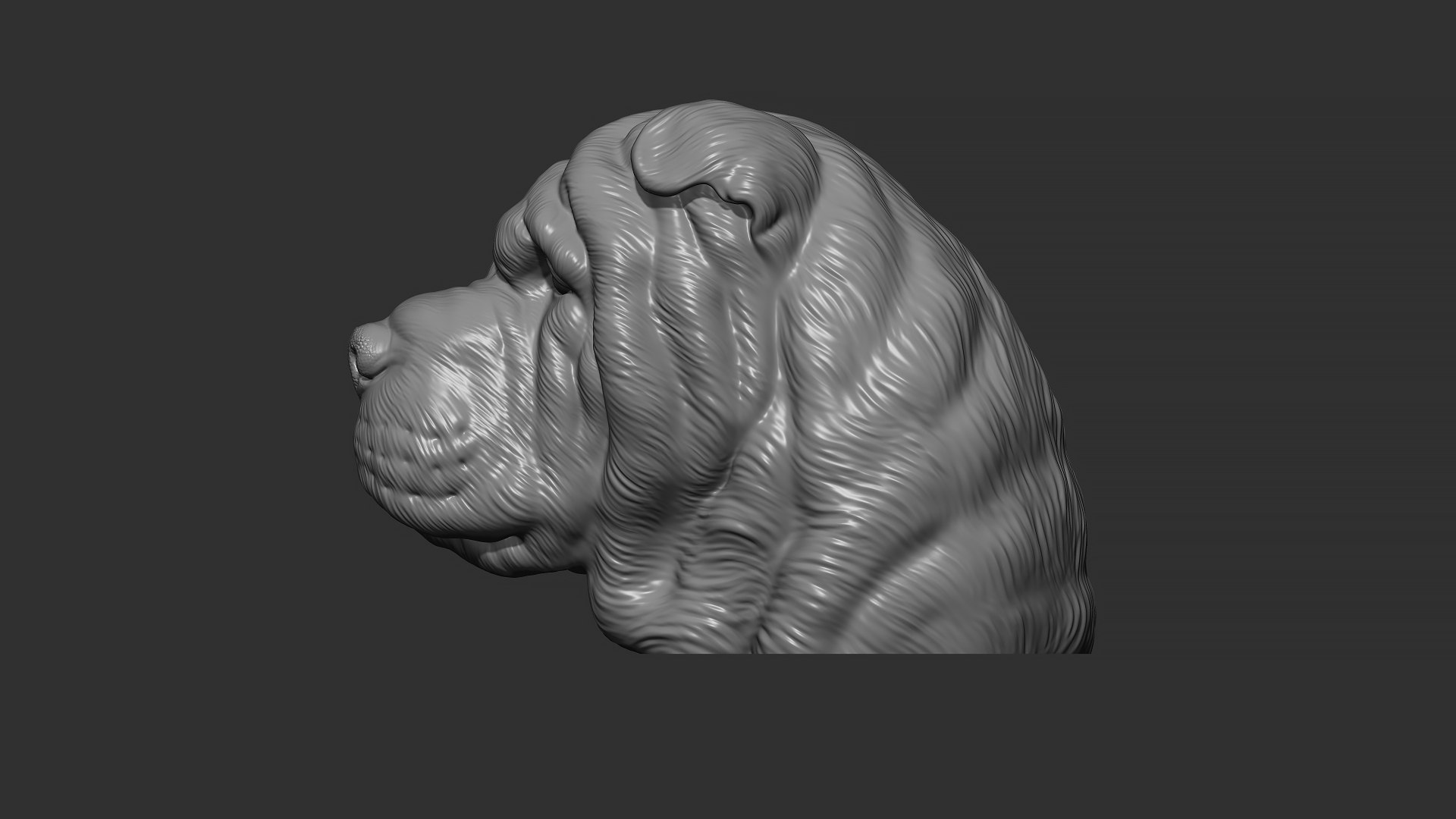 3D Shar Pei Dog Head Model - TurboSquid 2164214
