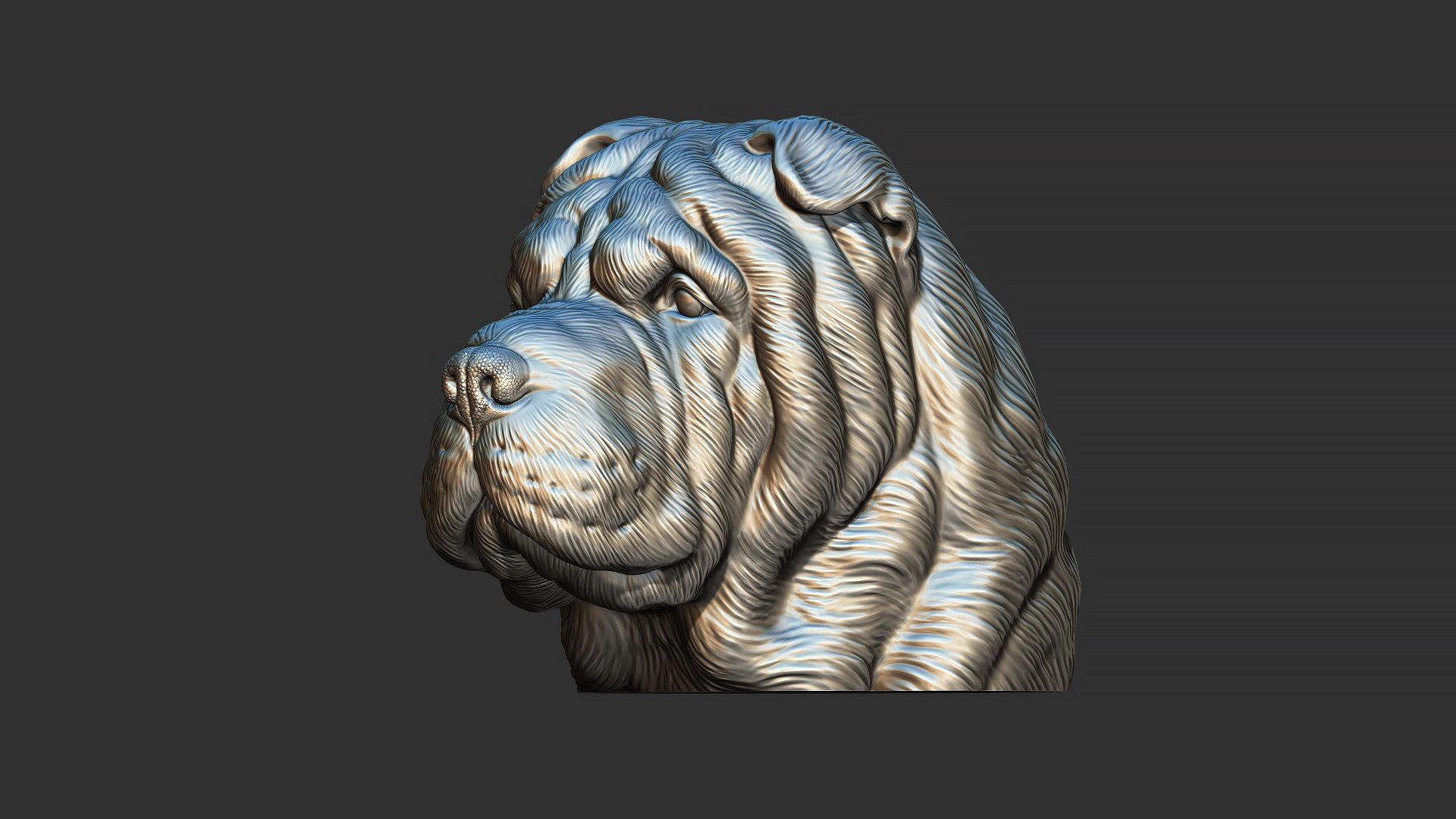3D Shar Pei Dog Head Model - TurboSquid 2164214