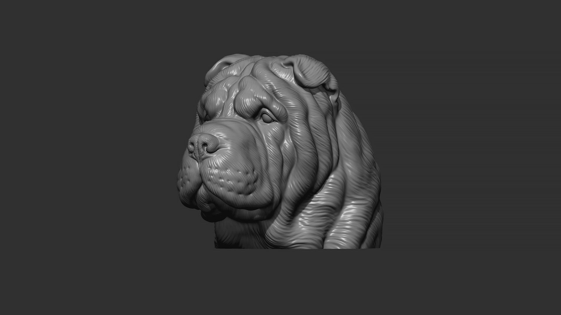 3D Shar Pei Dog Head Model - TurboSquid 2164214