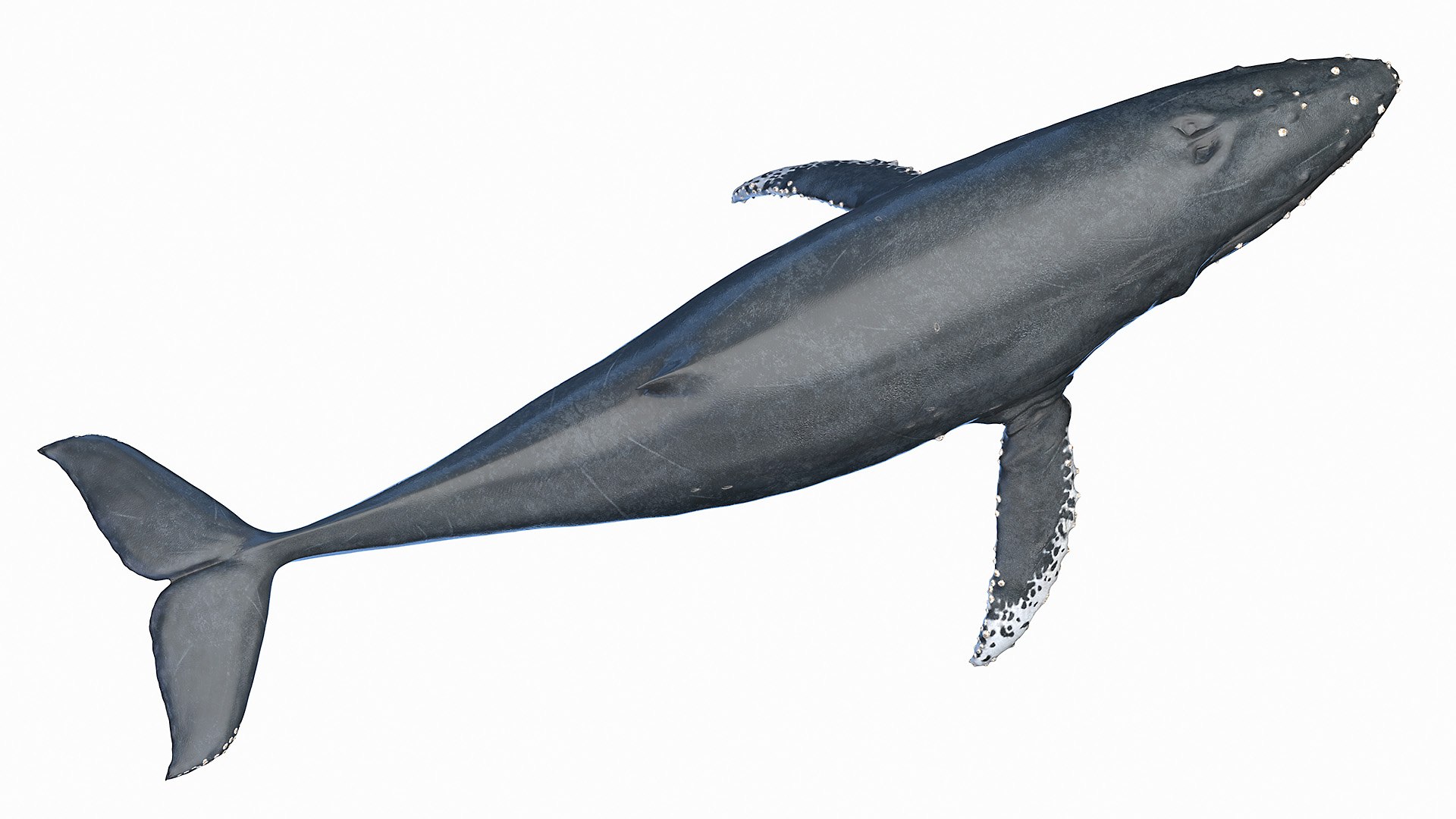3D Model Humpback Whale - TurboSquid 1953759