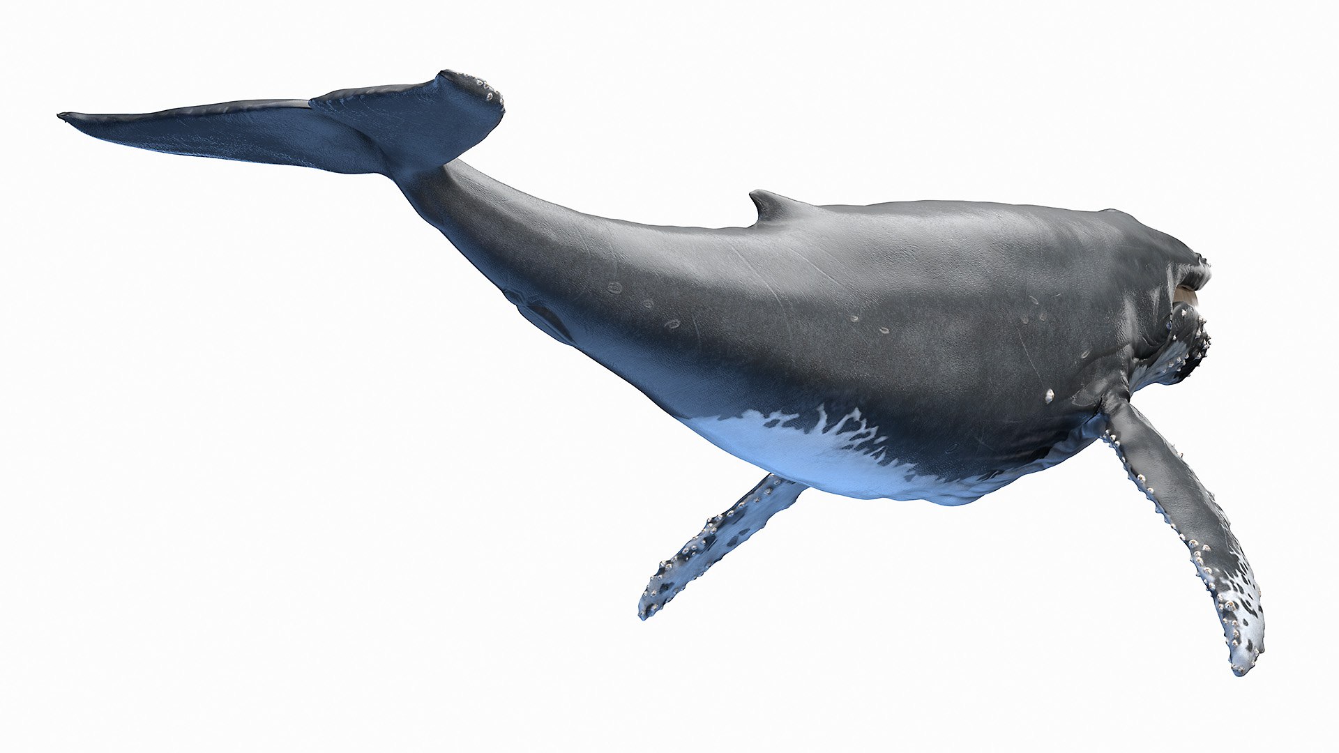 3D Model Humpback Whale - TurboSquid 1953759