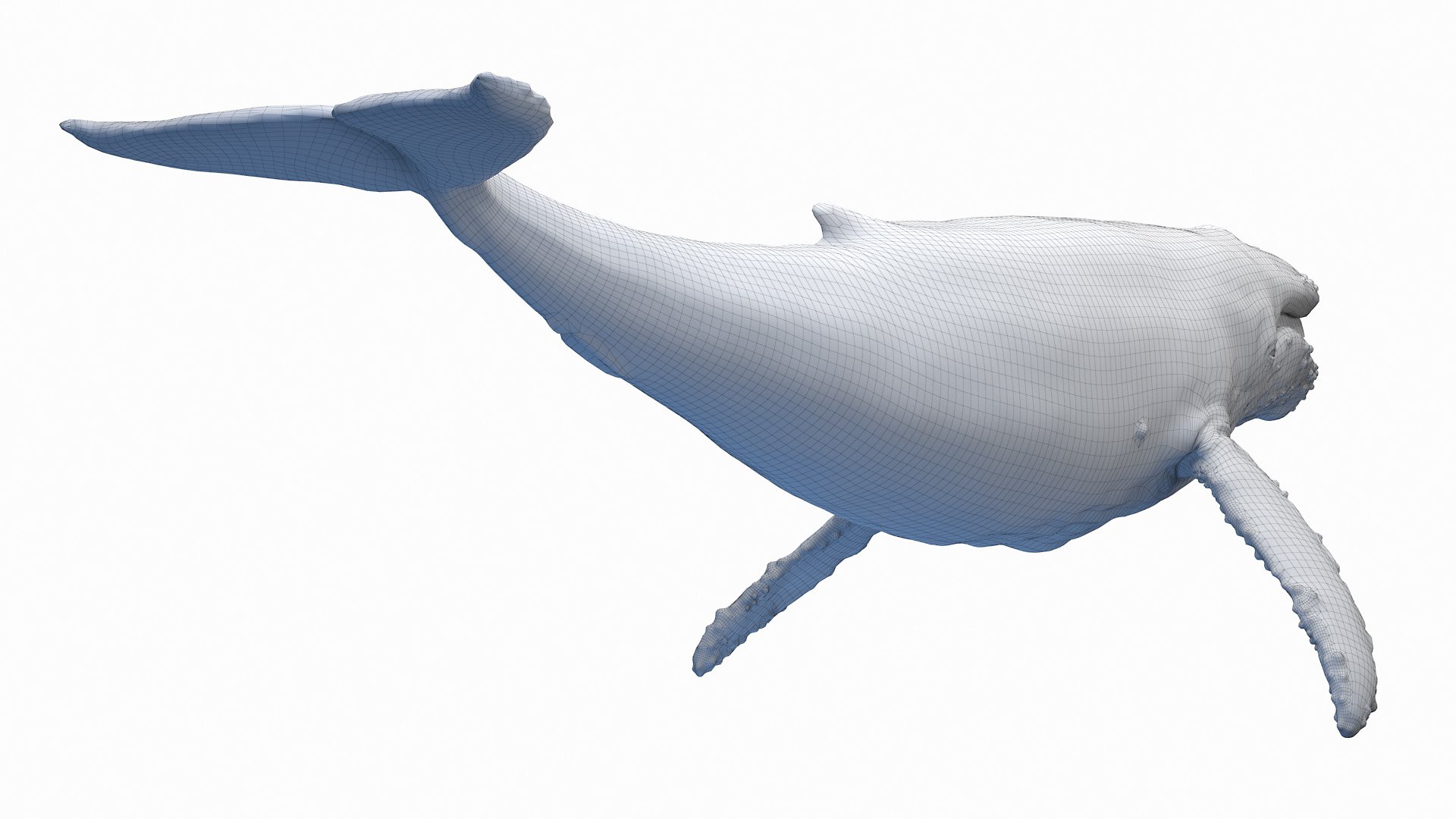 3D Model Humpback Whale - TurboSquid 1953759