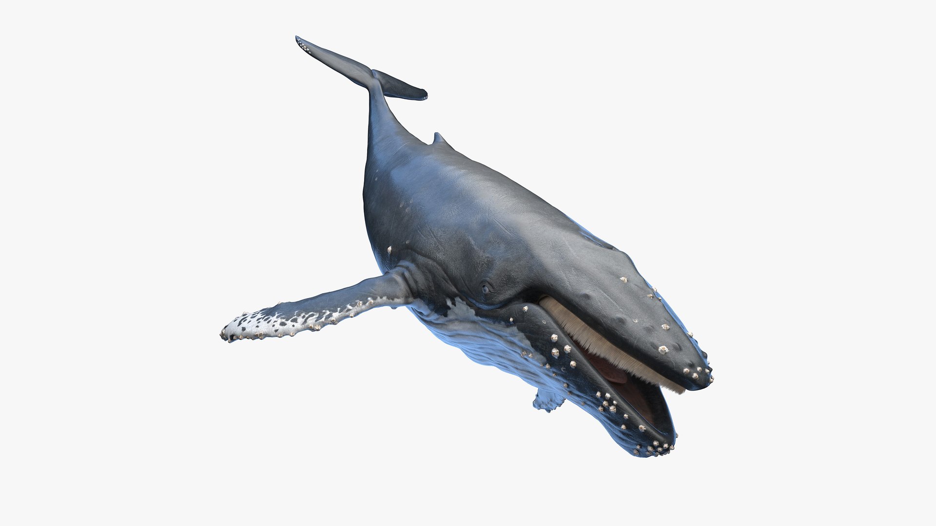 3D Model Humpback Whale - TurboSquid 1953759