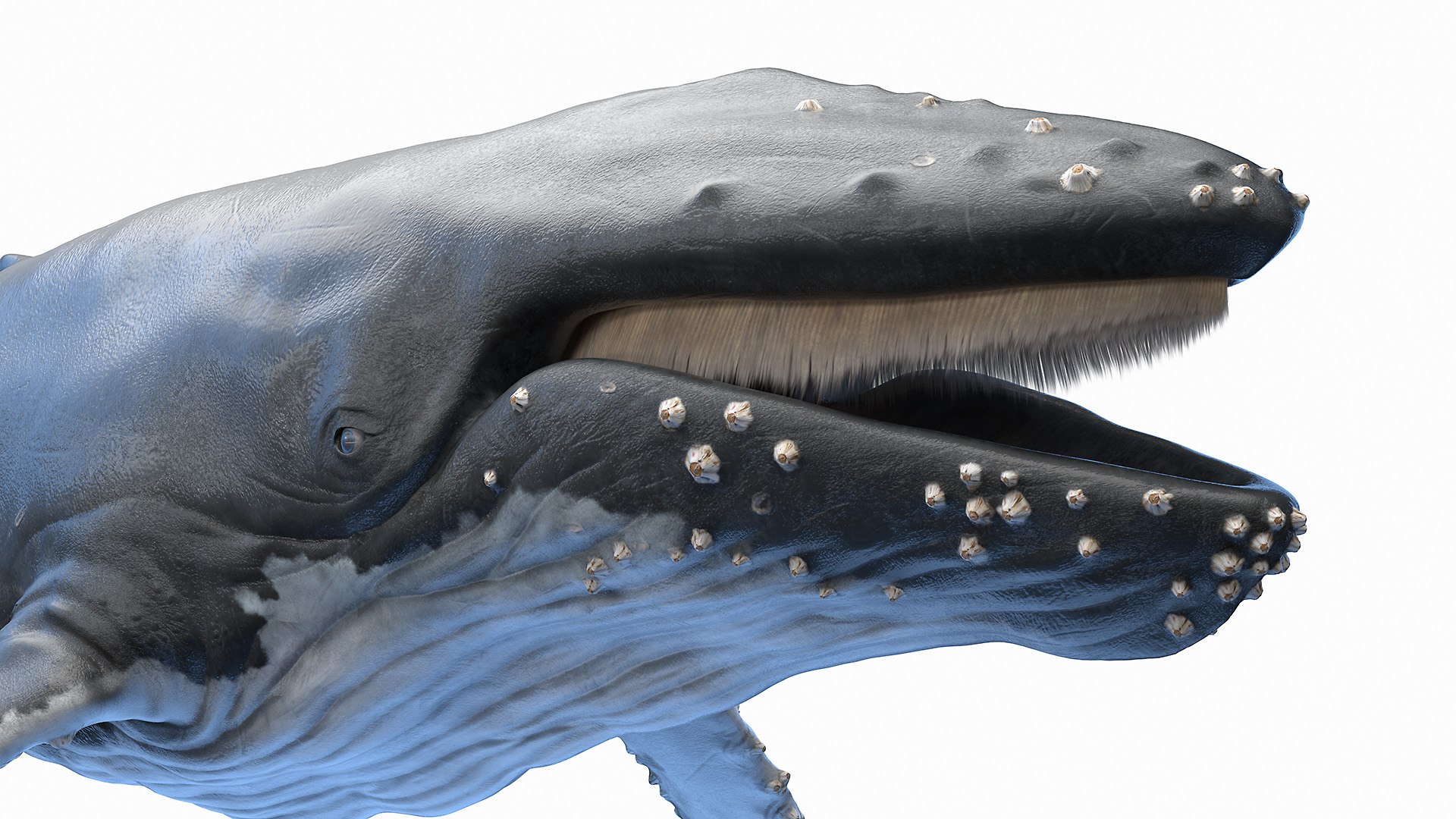 3D Model Humpback Whale - TurboSquid 1953759