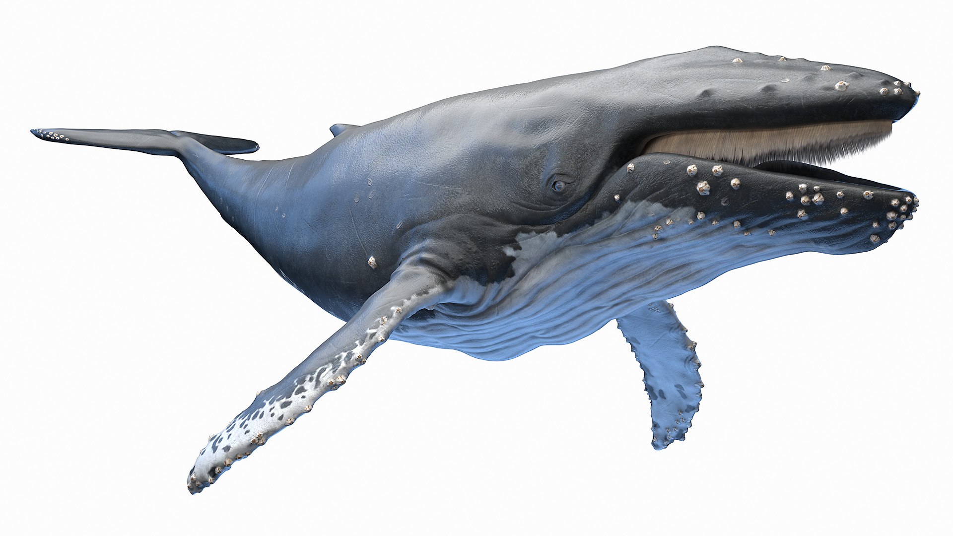 3D Model Humpback Whale - TurboSquid 1953759