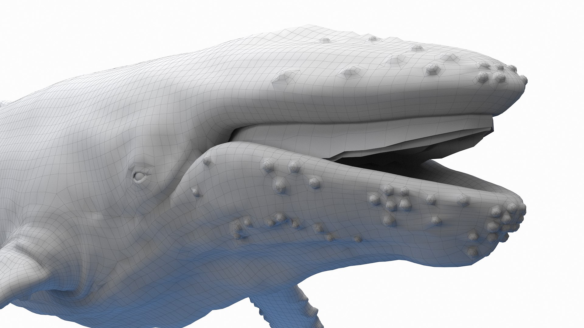 3D Model Humpback Whale - TurboSquid 1953759