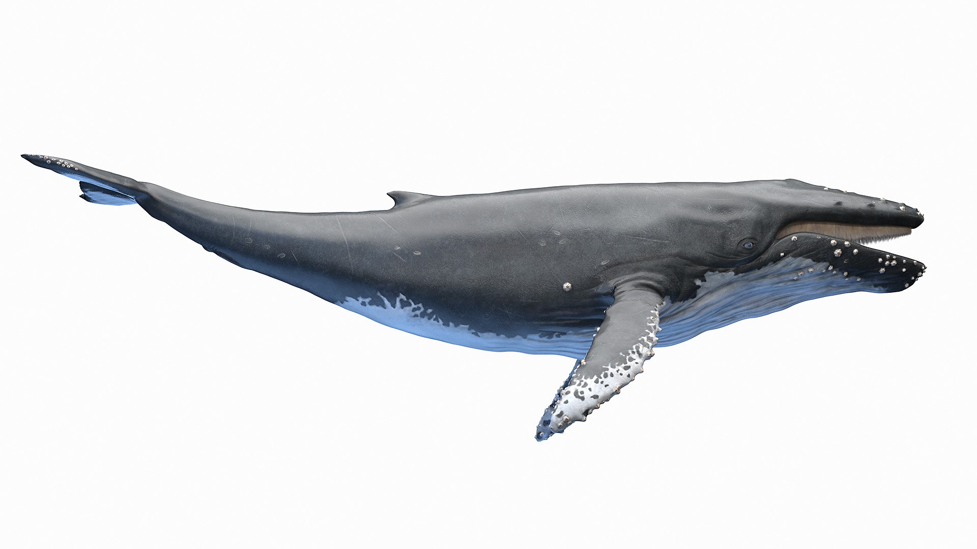 3D Model Humpback Whale - TurboSquid 1953759