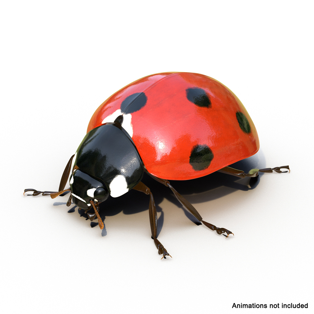 3d ladybug rigged animate model