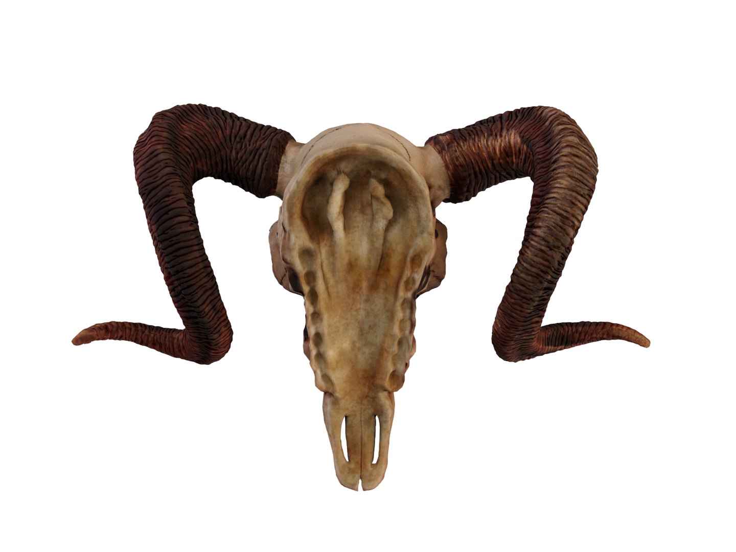 Ram Skull Max