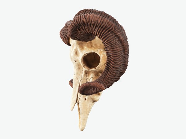 ram skull max