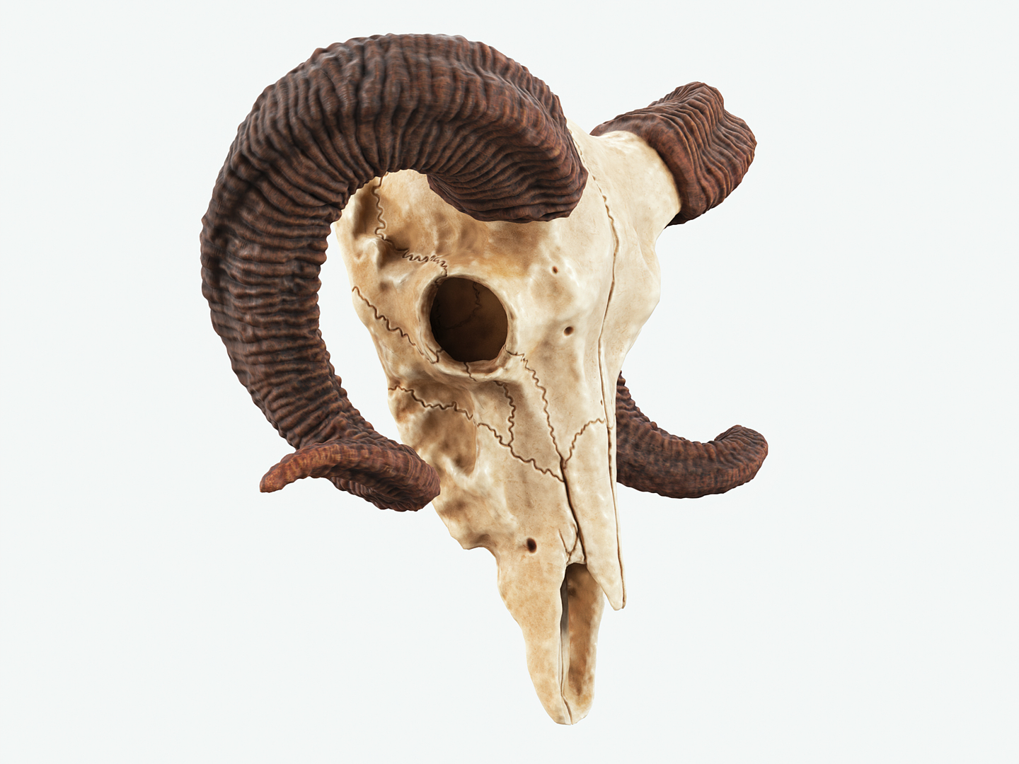 ram skull max