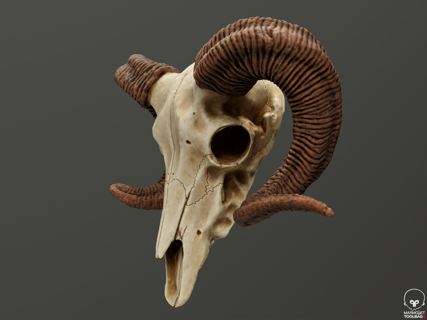 ram skull max