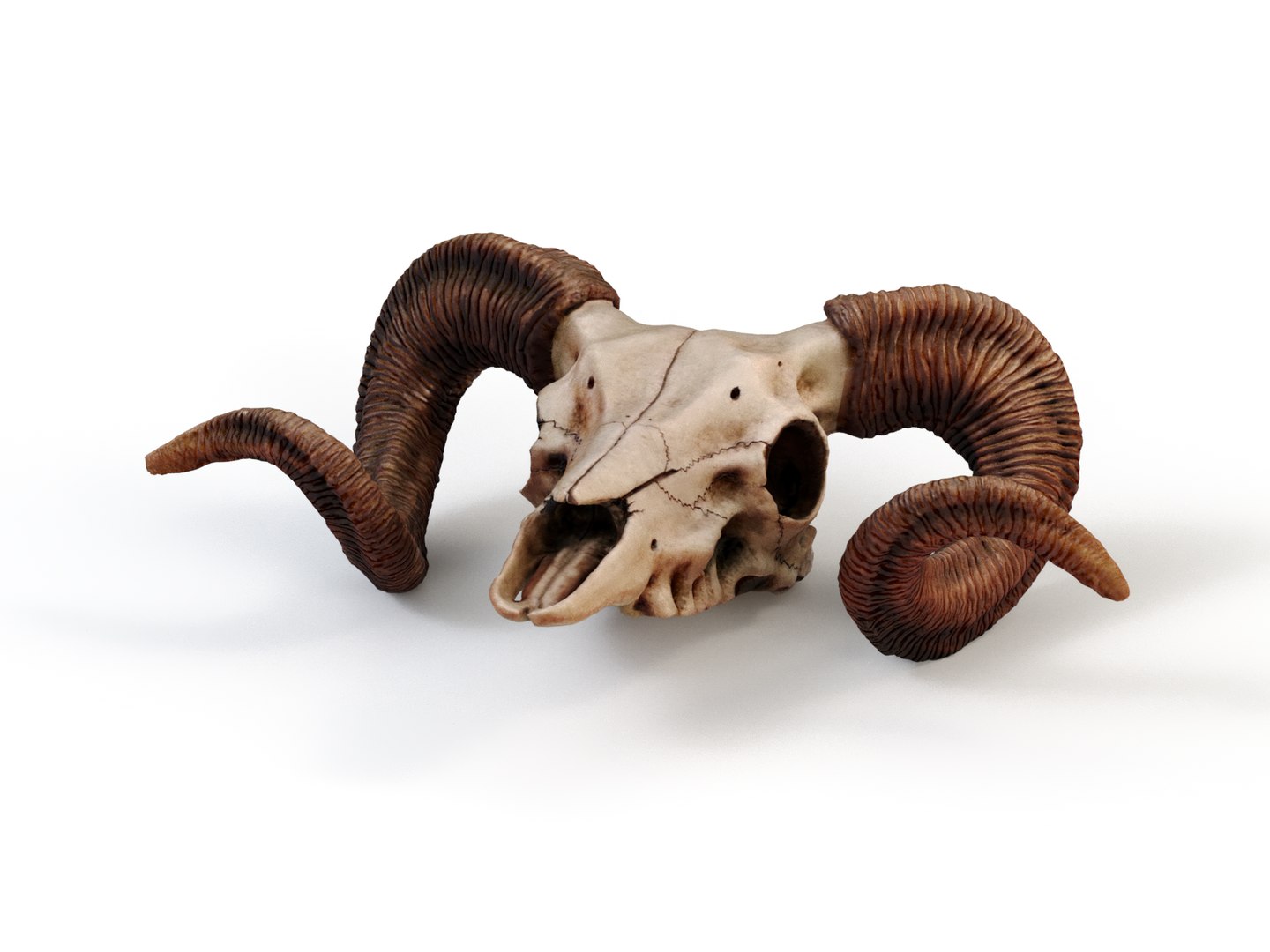Ram Skull Max