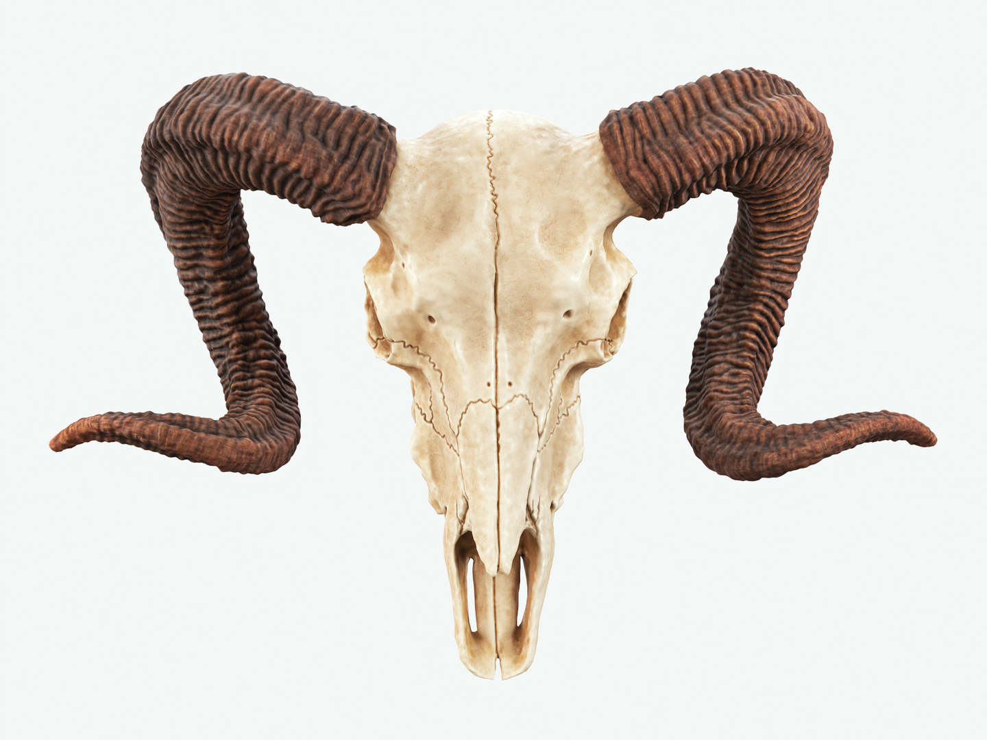 ram skull max