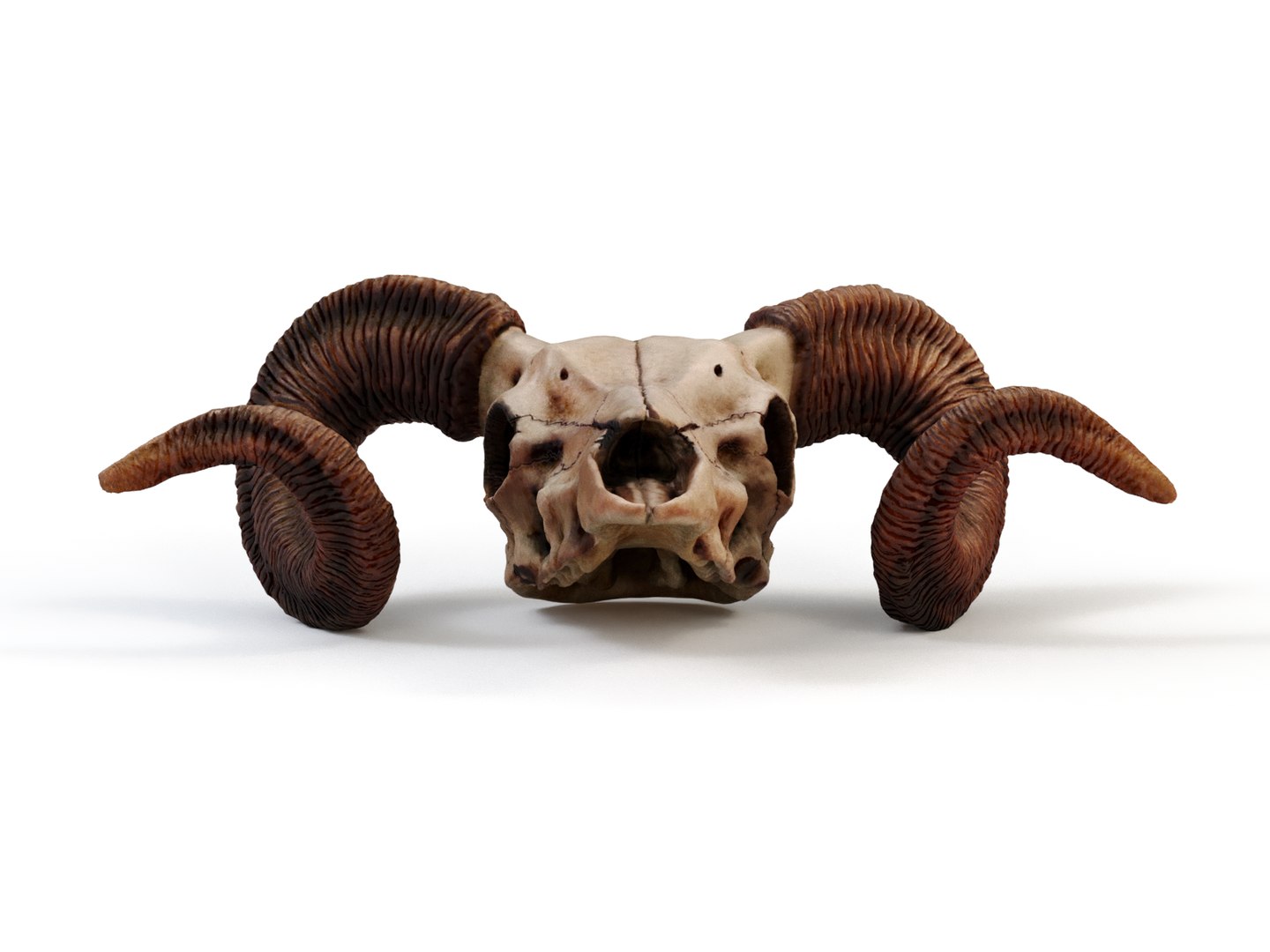 Ram Skull Max