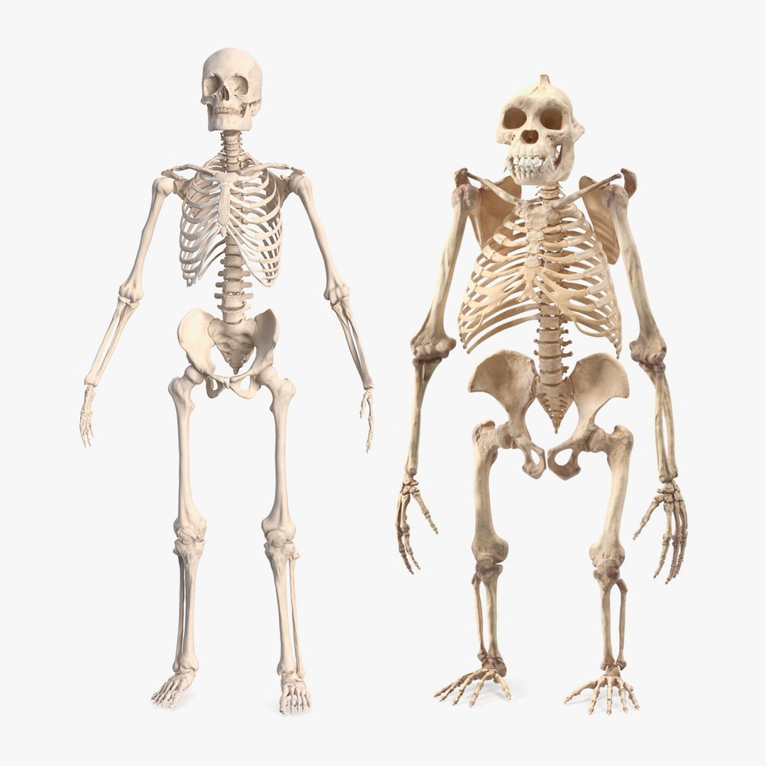 gorilla human skeleton