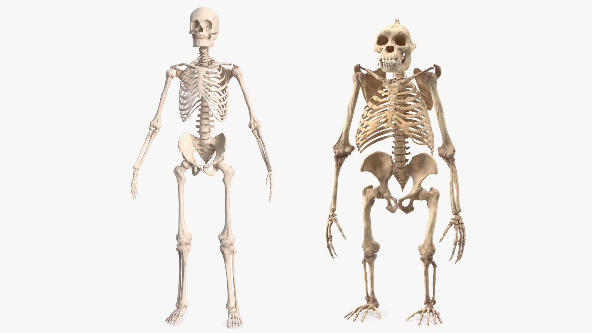 3D Human And Gorilla Skeletons Collection - TurboSquid 2253944