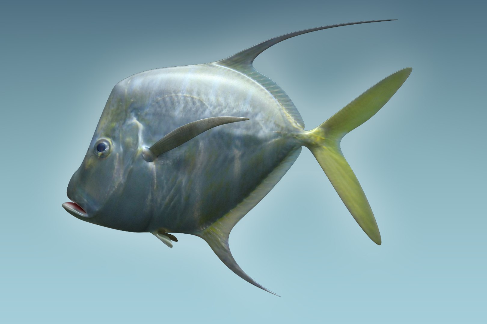 Selene Fish 3D - TurboSquid 1202609