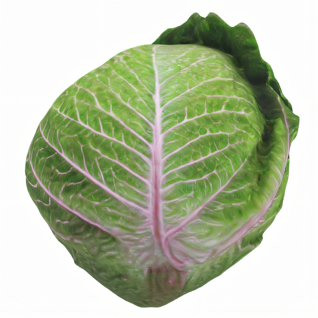3D Hyper-Realistic Lettuce - TurboSquid 2168289