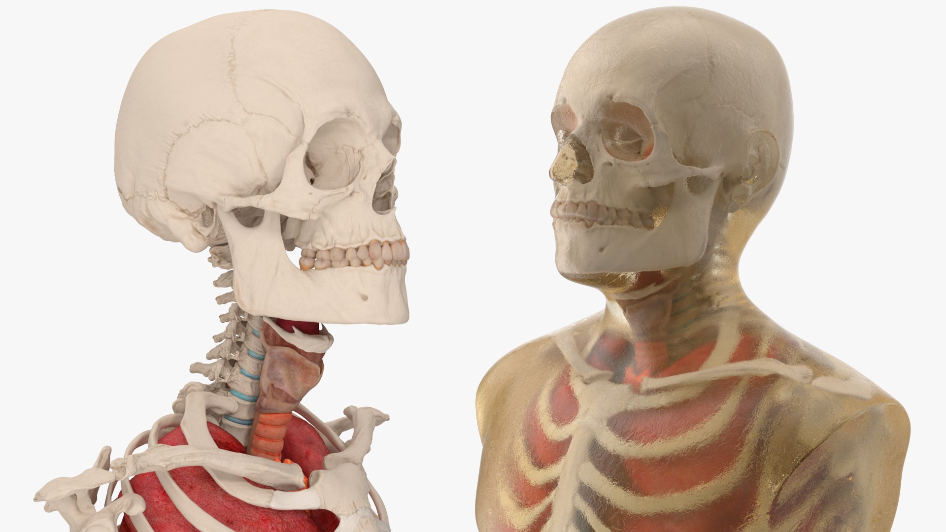 3D Human Ballistics Gel Torso On Stand - TurboSquid 2461766