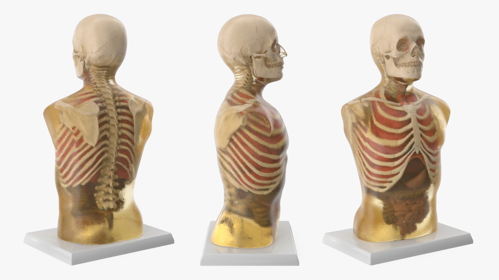 3D Human Ballistics Gel Torso On Stand - TurboSquid 2461766