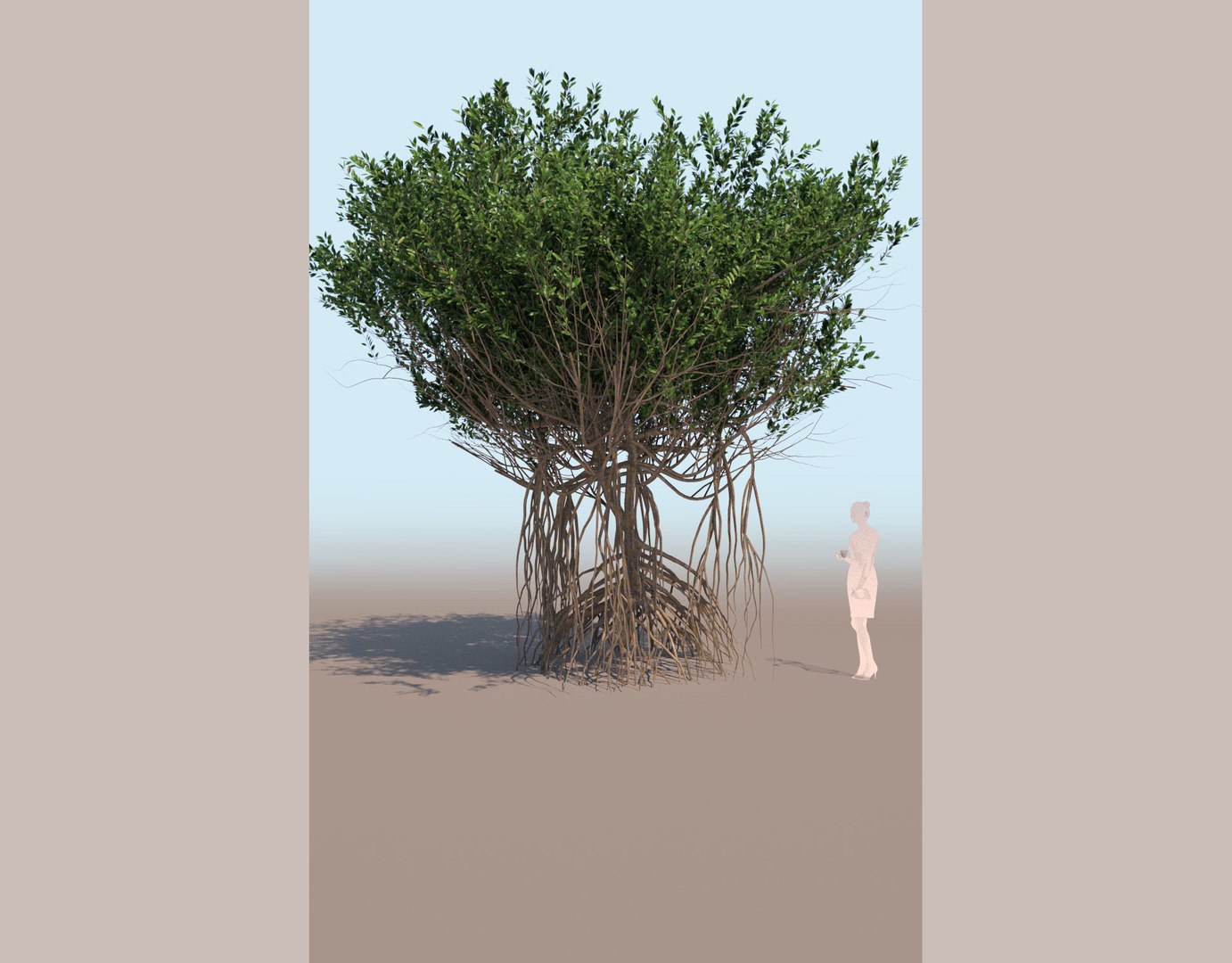 10 Mangrove Rhizophora Mangle Models 3D Model Collection 3D Model ...